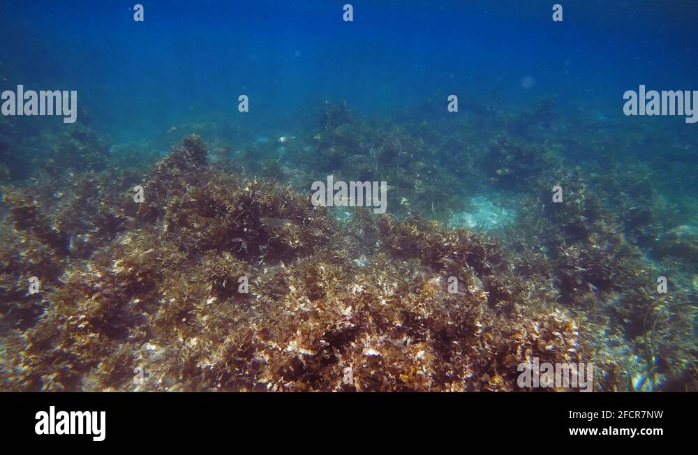 Life at the bottom of the ocean Stock Videos & Footage - HD and 4K ...