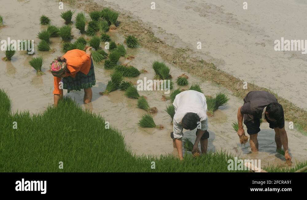 Field preparation Stock Videos & Footage - HD and 4K Video Clips - Alamy