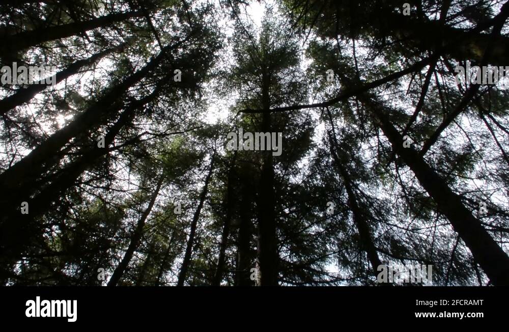 Forest trees low angle Stock Videos & Footage - HD and 4K Video Clips ...