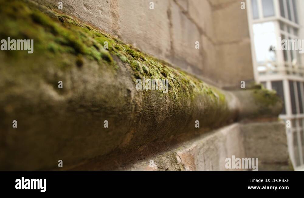 Fungus moss up close Stock Videos & Footage - HD and 4K Video Clips - Alamy