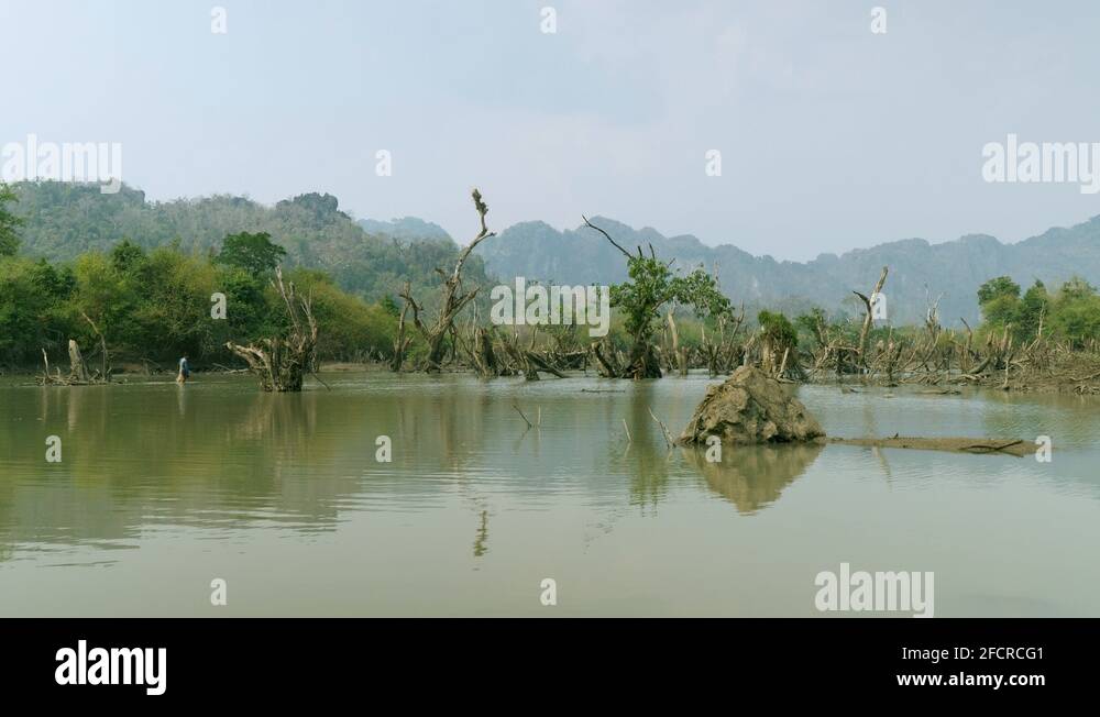 Dry jungle trees Stock Videos & Footage - HD and 4K Video Clips - Alamy