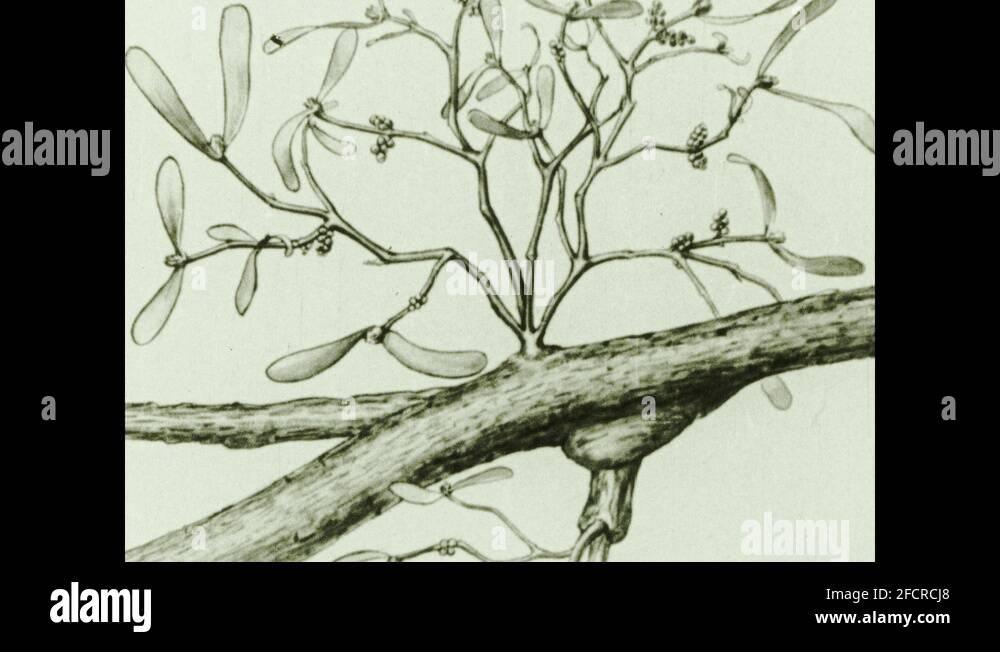 1930s: Illustration of mistletoe on limb of tree. Cross-section of limb ...