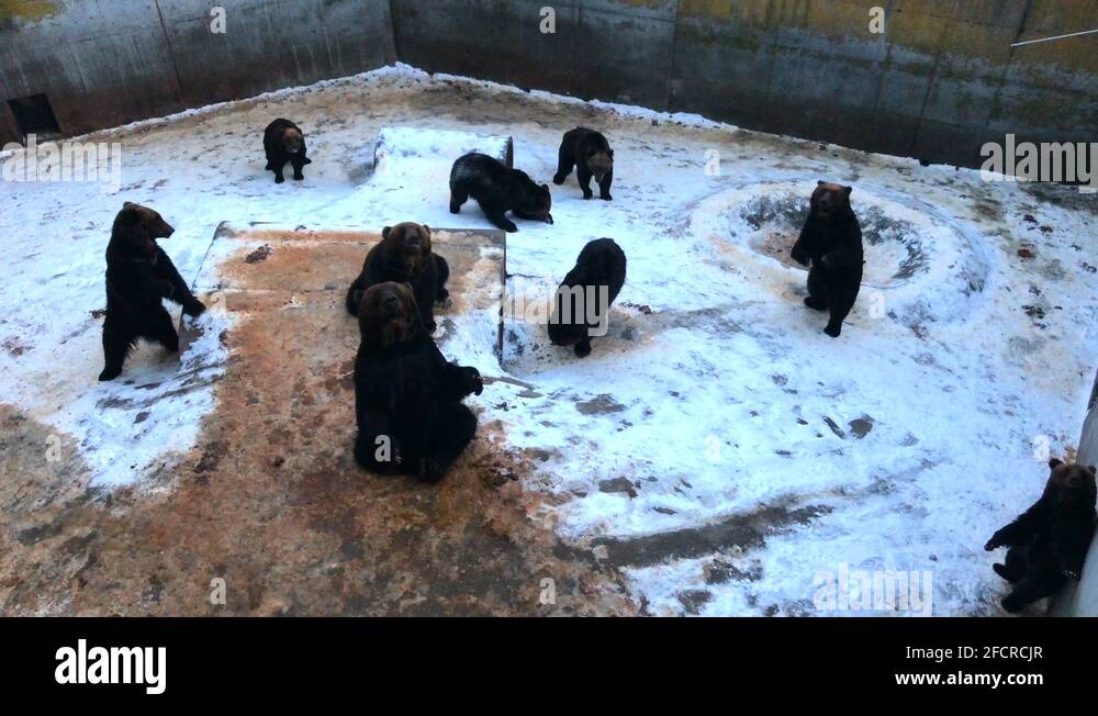 Hokkaido wildlife Stock Videos & Footage - HD and 4K Video Clips - Alamy