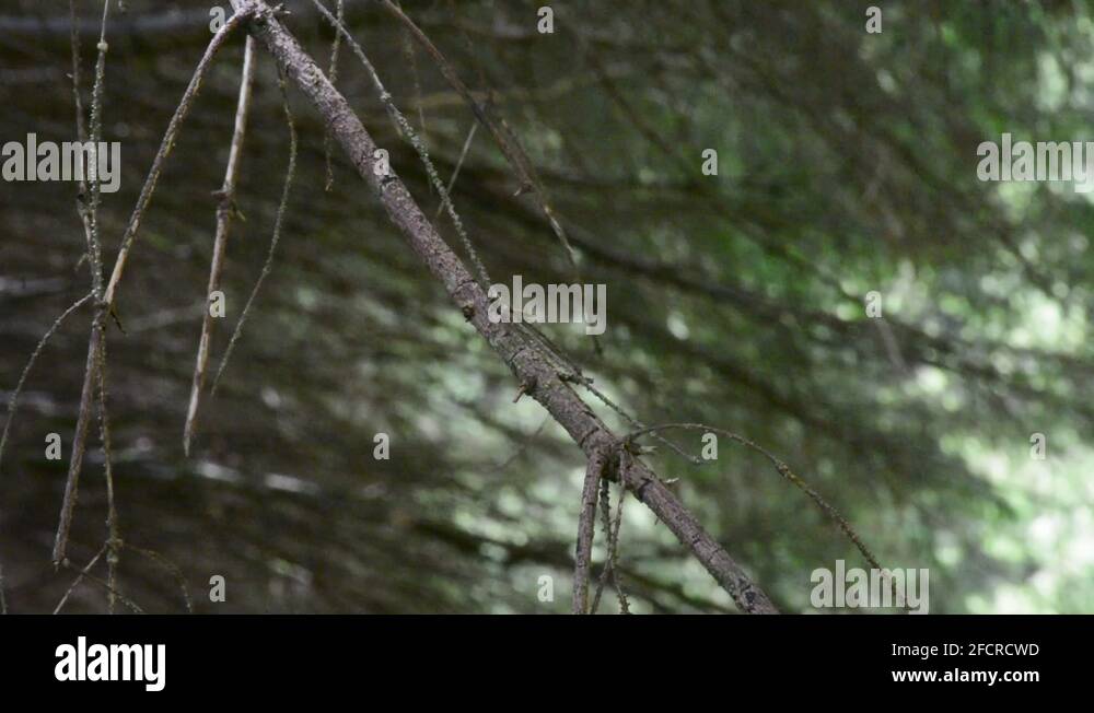 Skinny tree Stock Videos & Footage - HD and 4K Video Clips - Alamy