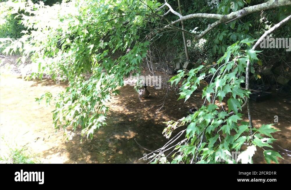 Duck under tree Stock Videos & Footage - HD and 4K Video Clips - Alamy