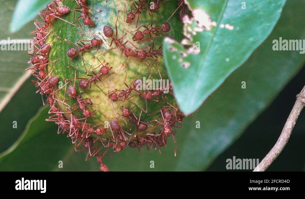 Fruit ants Stock Videos & Footage - HD and 4K Video Clips - Alamy