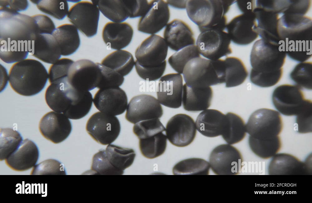 Eggs of brine shrimp under microscope. The microscopic world. Artemia ...