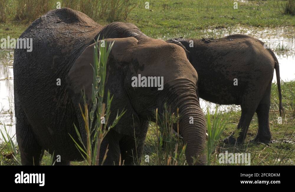 Wild African elephant using trunk to eat green grass beside water Stock ...