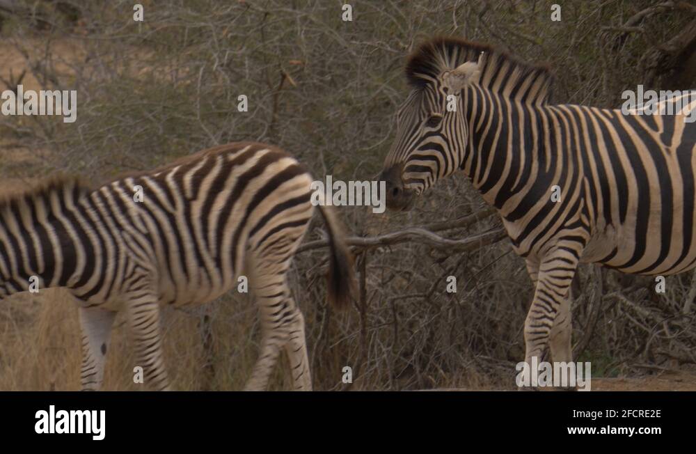 Zebra herd with foals Stock Videos & Footage - HD and 4K Video Clips ...