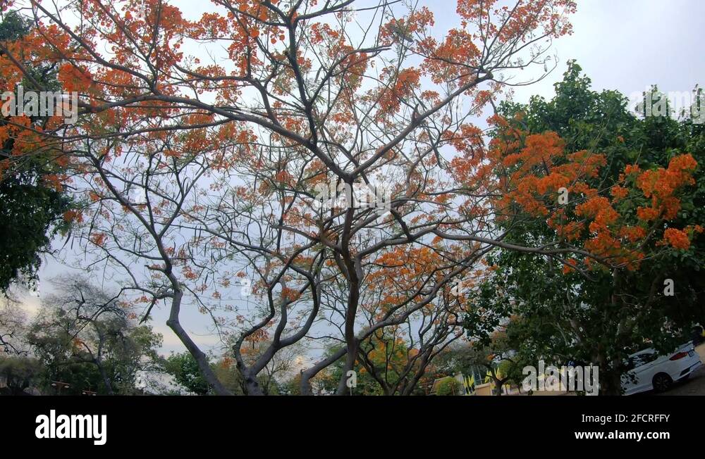 Tree of asia Stock Videos & Footage - HD and 4K Video Clips - Alamy