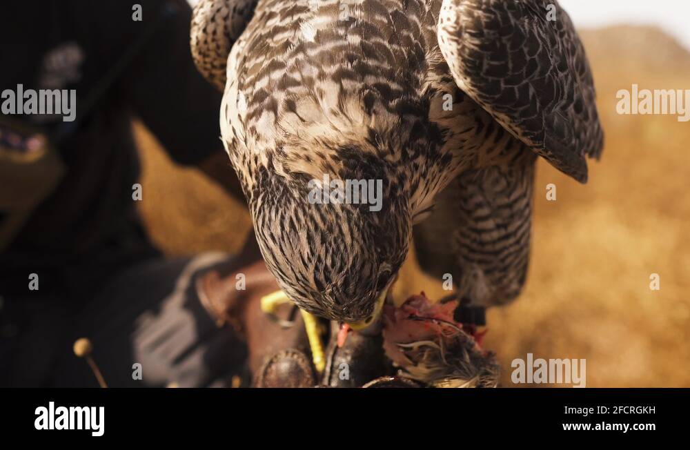 Peregrine falcon sitting on hand Stock Videos & Footage - HD and 4K ...
