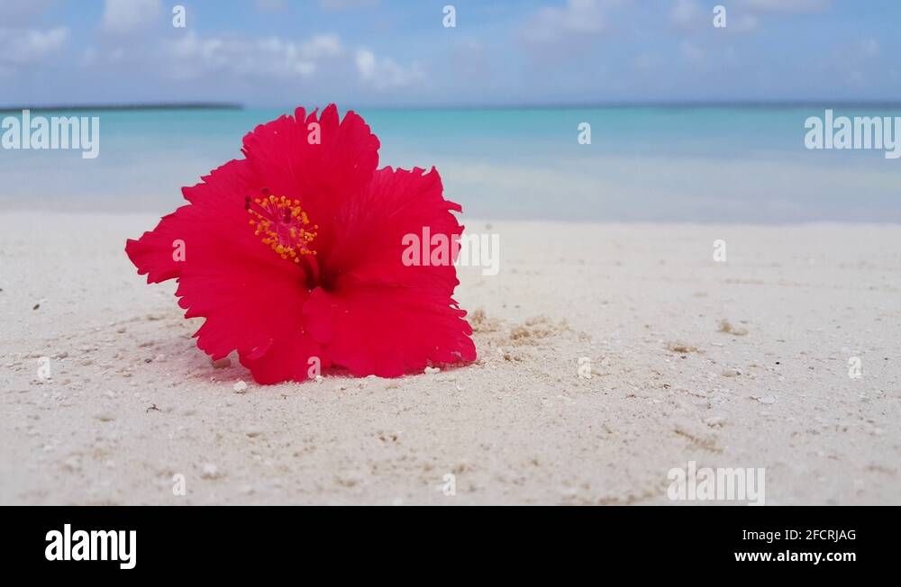 Beach hibiscus Stock Videos & Footage - HD and 4K Video Clips - Alamy