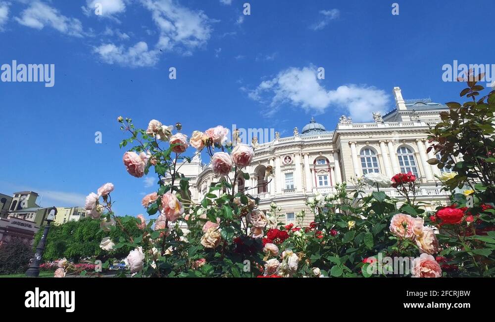 Opera roses Stock Videos & Footage - HD and 4K Video Clips - Alamy