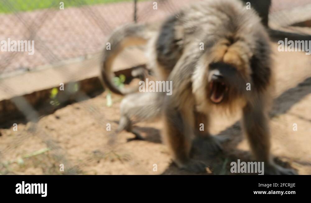 Monkey predator Stock Videos & Footage - HD and 4K Video Clips - Alamy