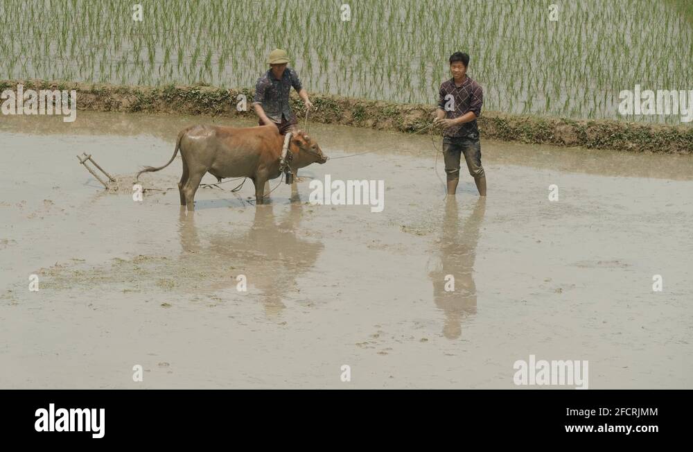 Vietnam hard work Stock Videos & Footage - HD and 4K Video Clips - Alamy