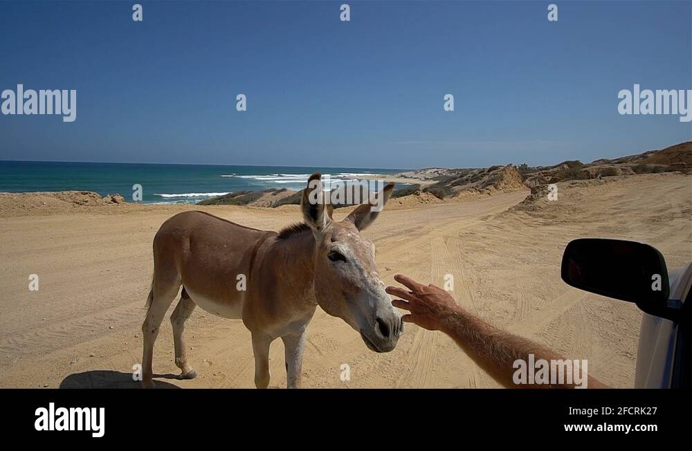 Donkey vehicle Stock Videos & Footage - HD and 4K Video Clips - Alamy