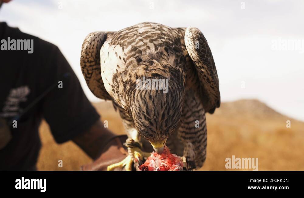 Peregrine falcon eats meat out of a hand. Tamed falcon, close up Stock ...