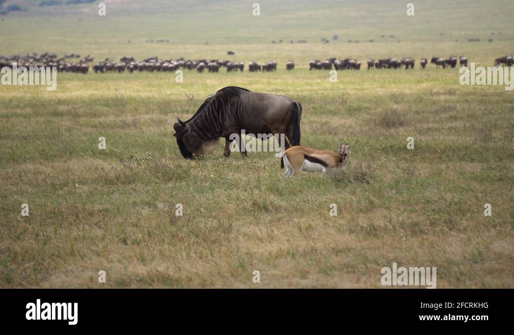 Gnu in grass Stock Videos & Footage - HD and 4K Video Clips - Alamy