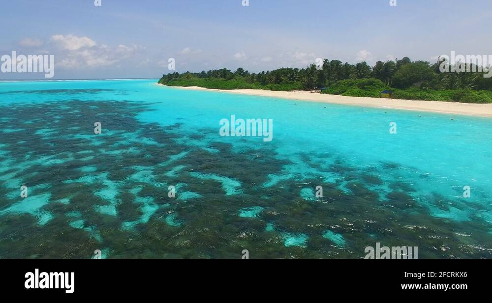 White slime algae alga Stock Videos & Footage - HD and 4K Video Clips ...