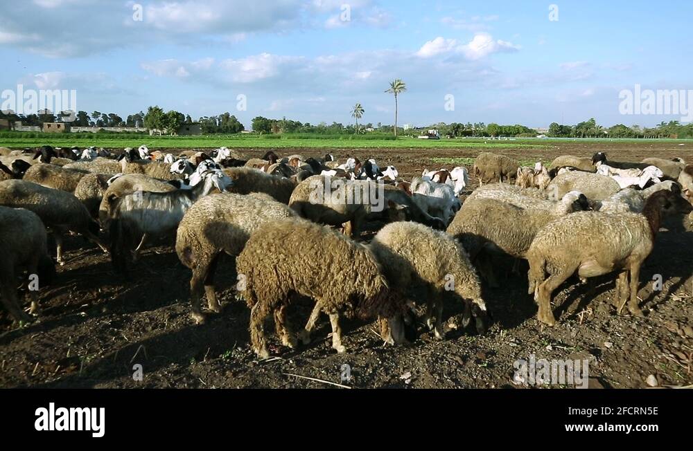 Egypt shepherd Stock Videos & Footage - HD and 4K Video Clips - Alamy