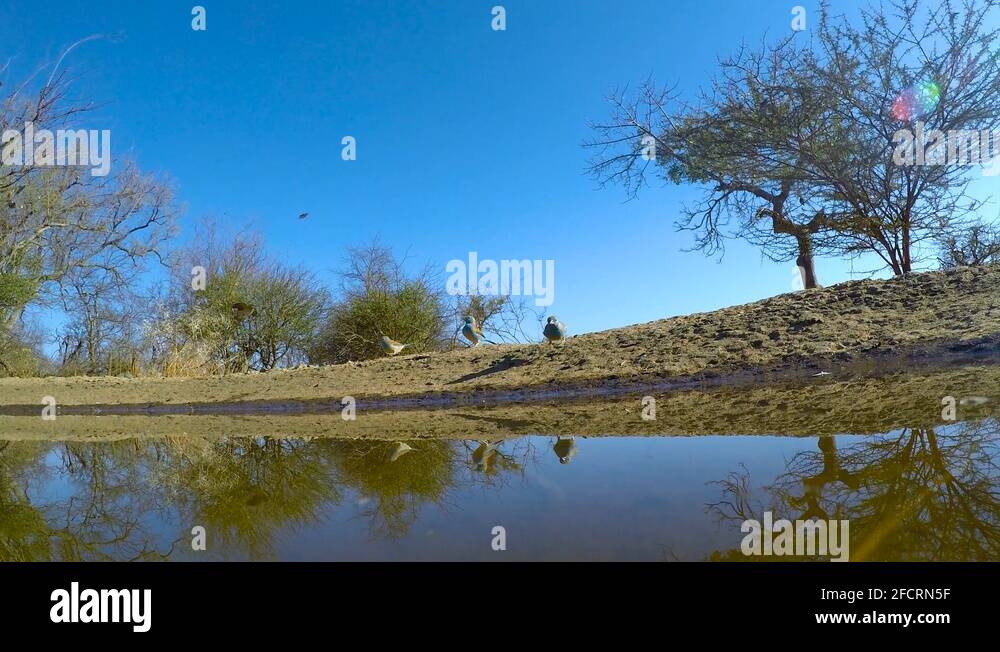 Grab birds Stock Videos & Footage - HD and 4K Video Clips - Alamy