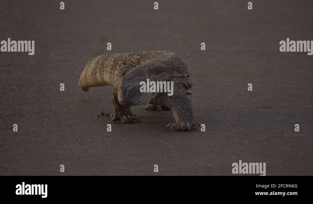 Nile monitor water african lizard Stock Videos & Footage - HD and 4K ...