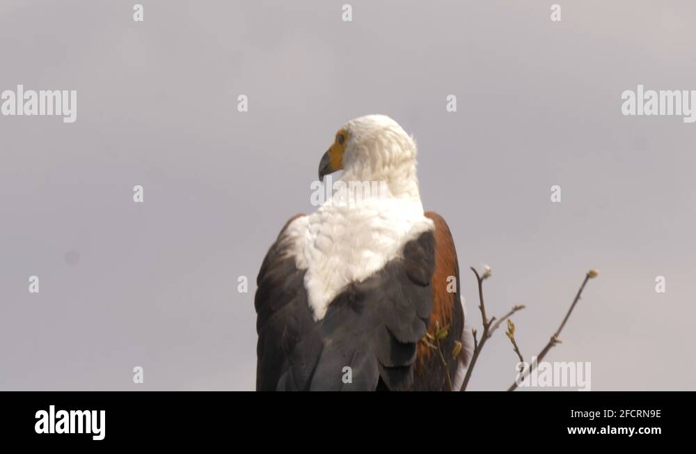 African sea eagle african fish eagle Stock Videos & Footage - HD and 4K ...