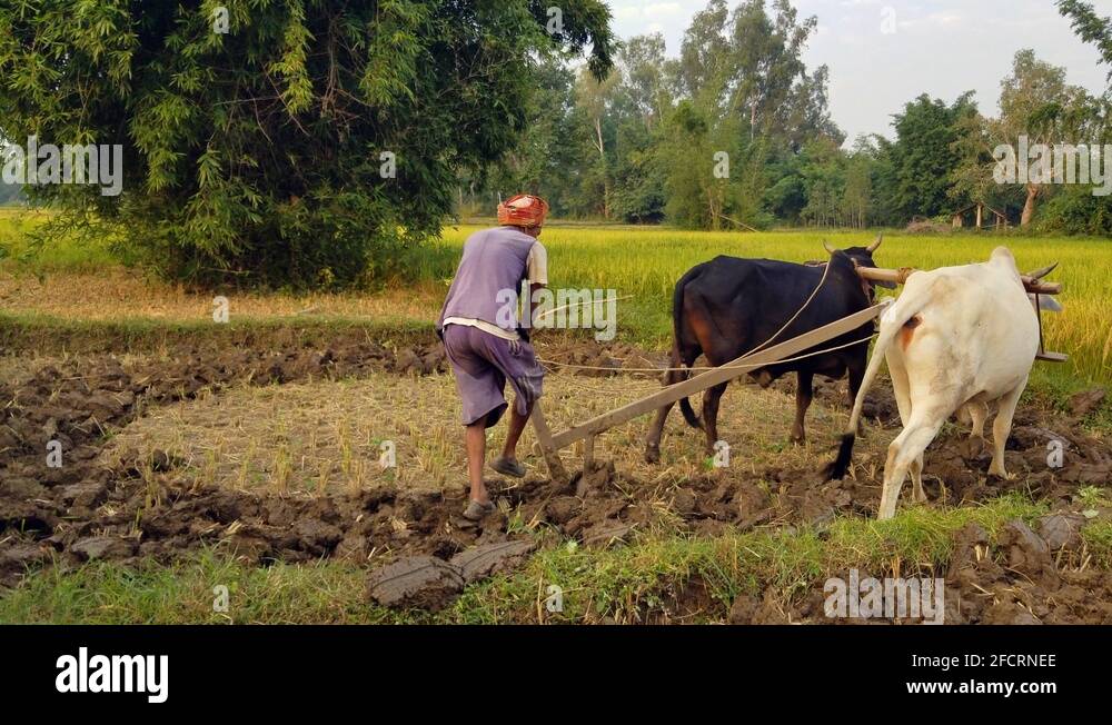 Ploughing using animals Stock Videos & Footage - HD and 4K Video Clips ...