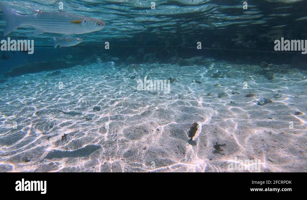 Wide Angle: Fish and Sharks Swimming at the Surface of Shallow Water in ...
