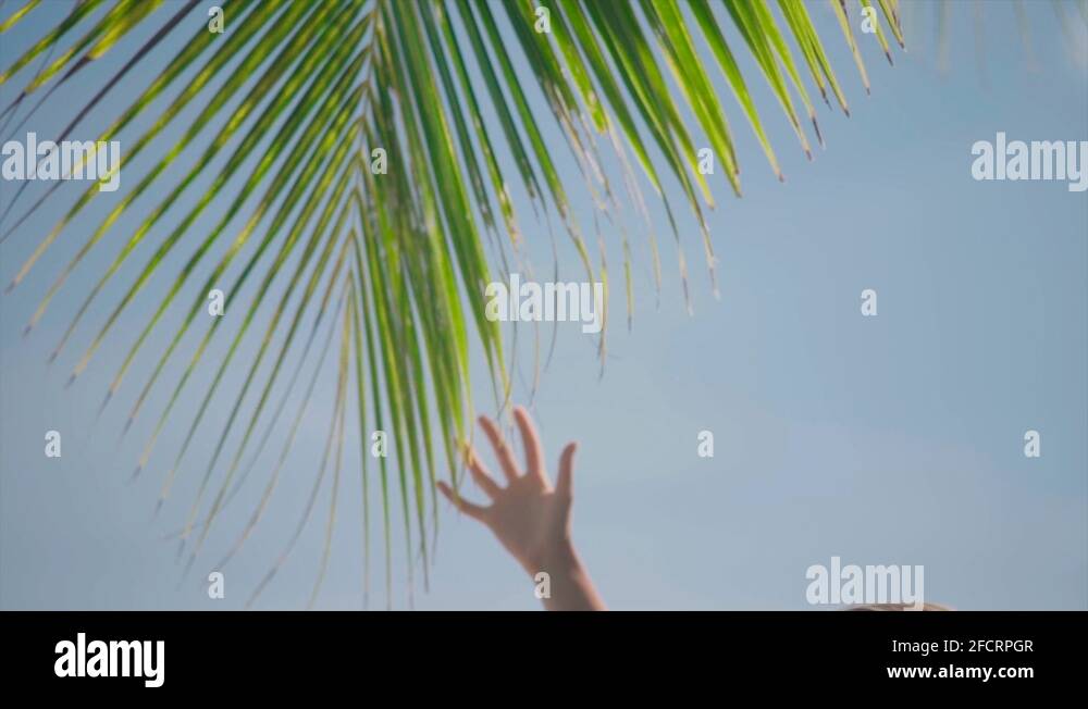 A tight close-up shot of a hand gently touching the palm tree leaves on ...