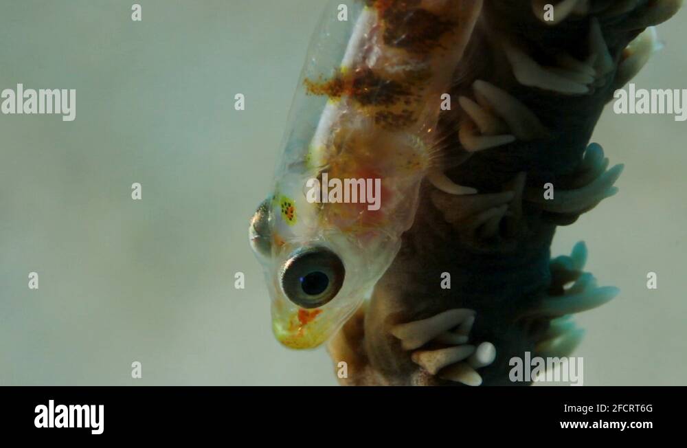 A small fish with a transparent body showing its organs while breathing ...