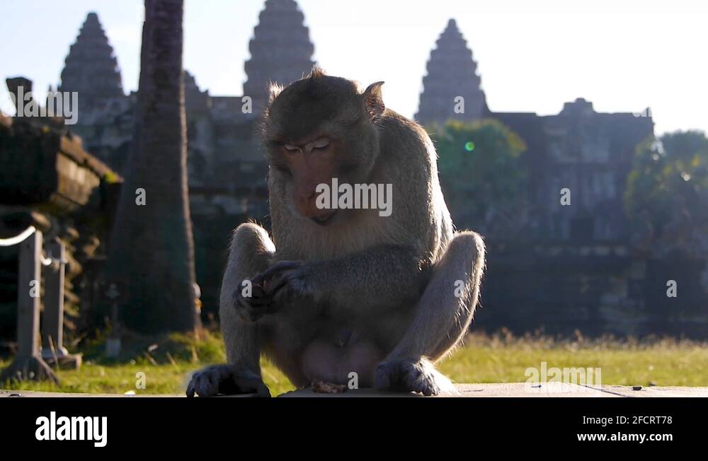 Monkey eating nuts Stock Videos & Footage - HD and 4K Video Clips - Alamy