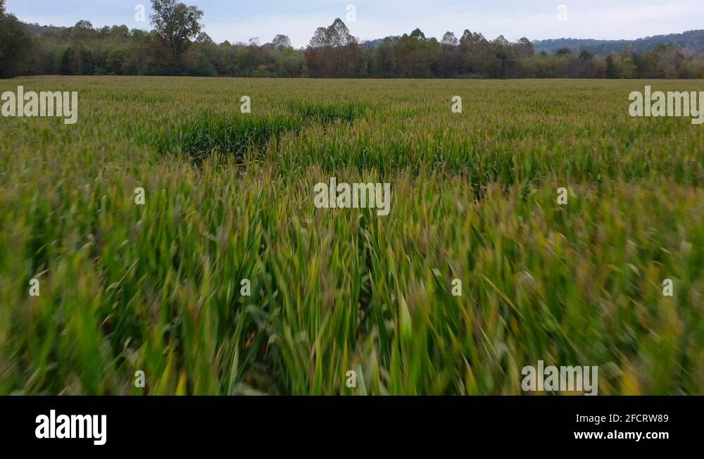 Georgia cornfield Stock Videos & Footage - HD and 4K Video Clips - Alamy