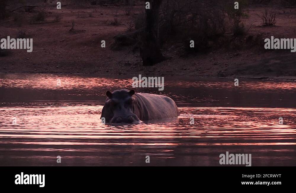 Aggressive water horse Stock Videos & Footage - HD and 4K Video Clips ...