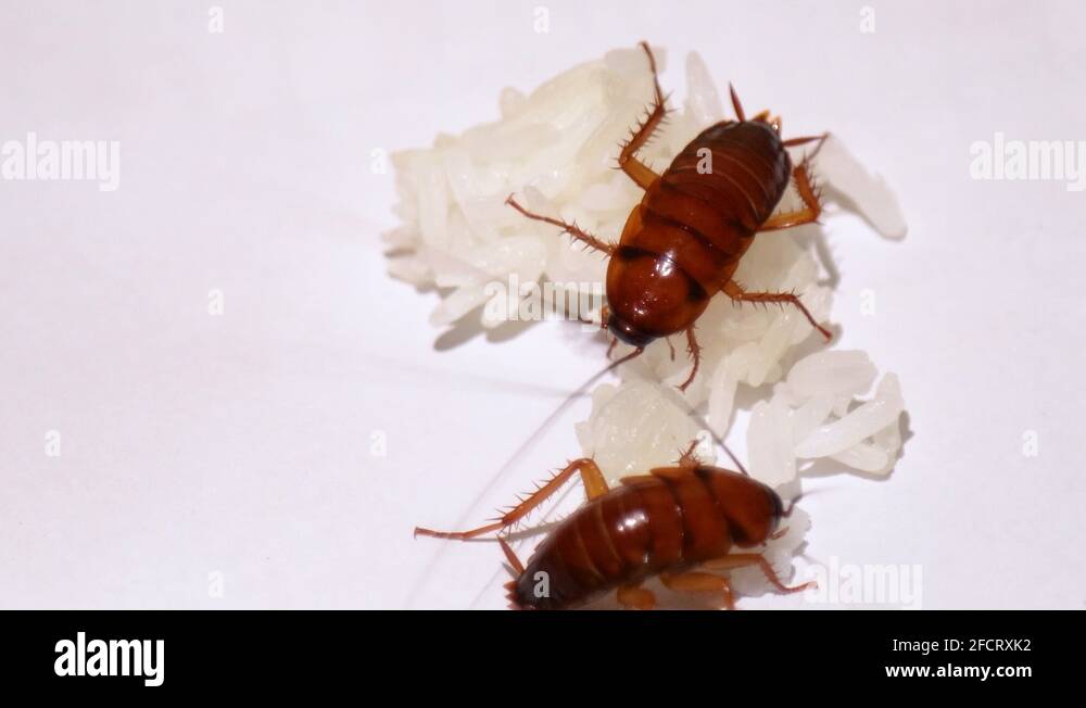 Cockroaches on food Stock Videos & Footage - HD and 4K Video Clips - Alamy