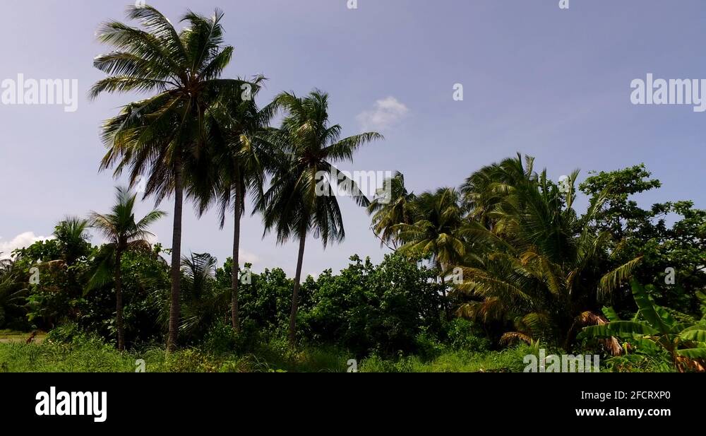 Exotic palm trees Stock Videos & Footage - HD and 4K Video Clips - Alamy