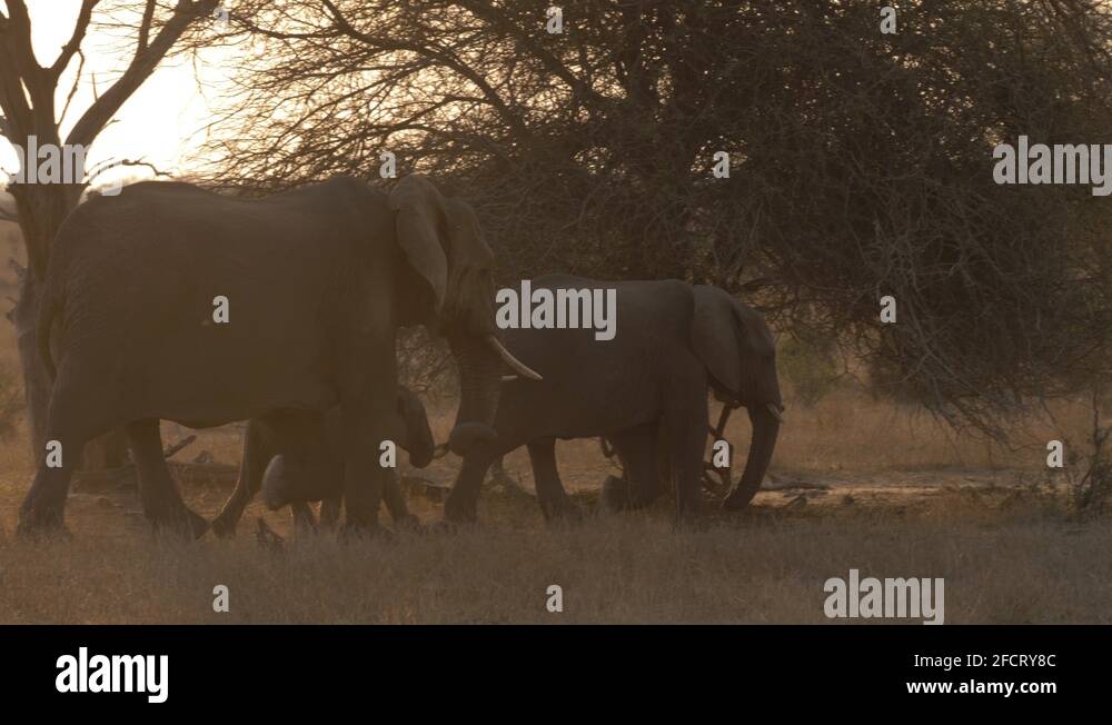 Parent elephants Stock Videos & Footage - HD and 4K Video Clips - Alamy