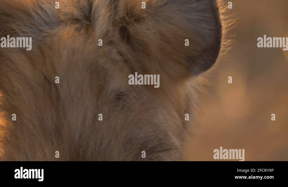 Young Hyena, side-on close up of head and face as Hyena looks around ...