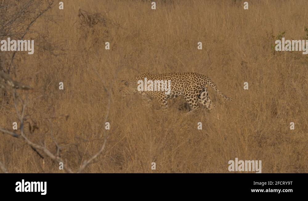 Prowling leopard Stock Videos & Footage - HD and 4K Video Clips - Alamy