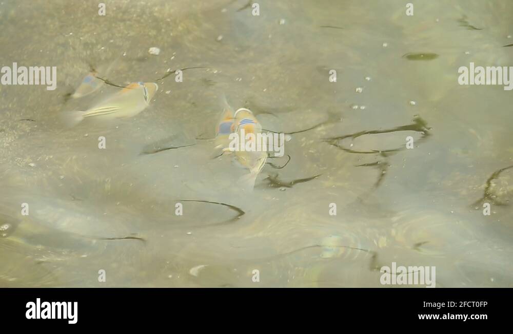 Gold-plated fish with a gold rim swim in the muddy sea. Eastern country ...