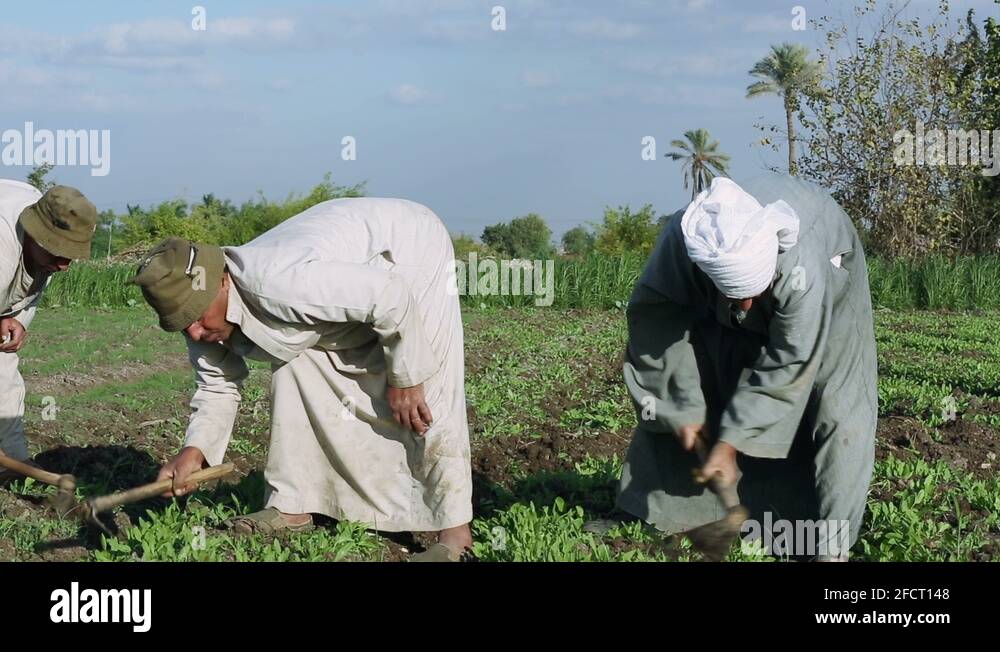 Egyptian farming Stock Videos & Footage - HD and 4K Video Clips - Alamy