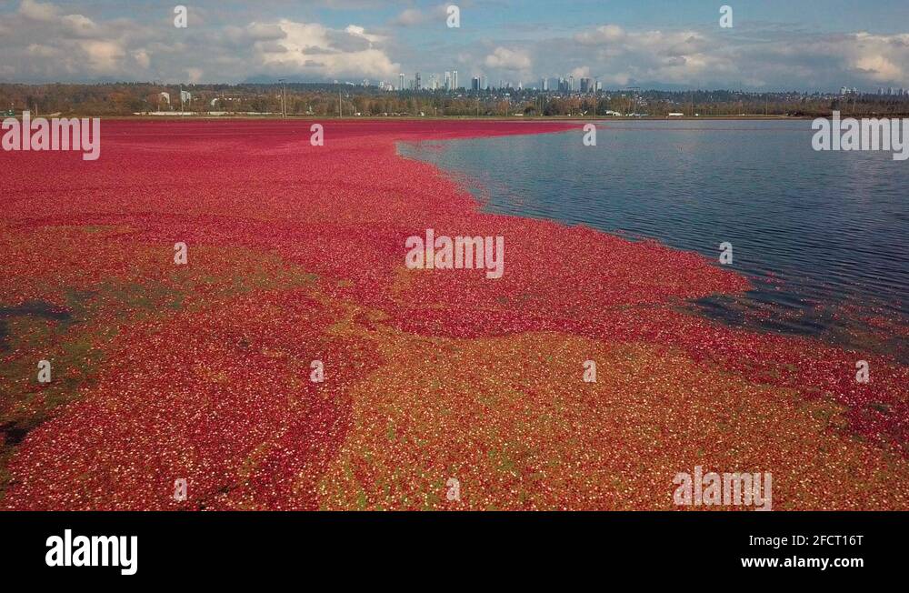 Cranberry harvester Stock Videos & Footage - HD and 4K Video Clips - Alamy