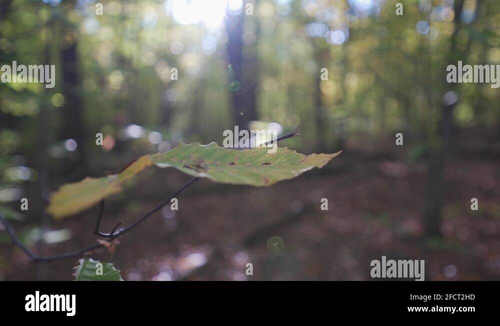Meech lake gatineau Stock Videos & Footage - HD and 4K Video Clips - Alamy