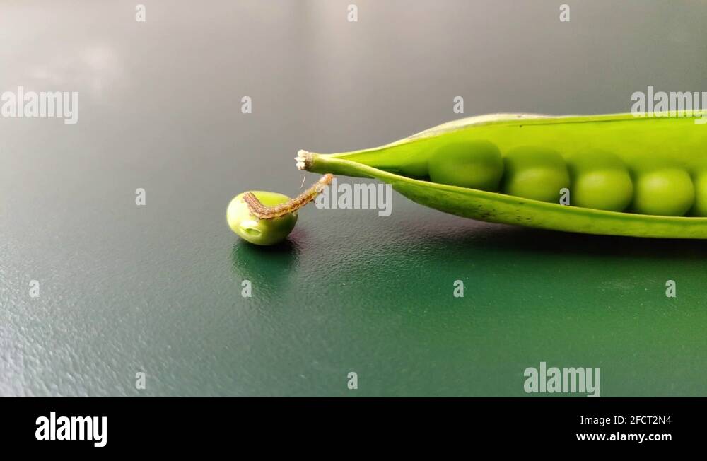 Pest lifecycle Stock Videos & Footage - HD and 4K Video Clips - Alamy