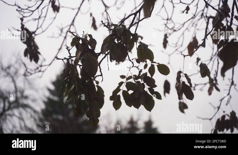 Colorless leaves Stock Videos & Footage - HD and 4K Video Clips - Alamy