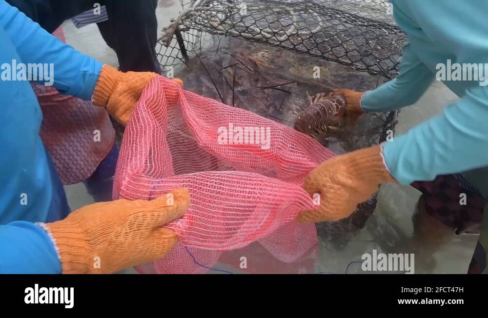 Net man caught trap Stock Videos & Footage - HD and 4K Video Clips - Alamy
