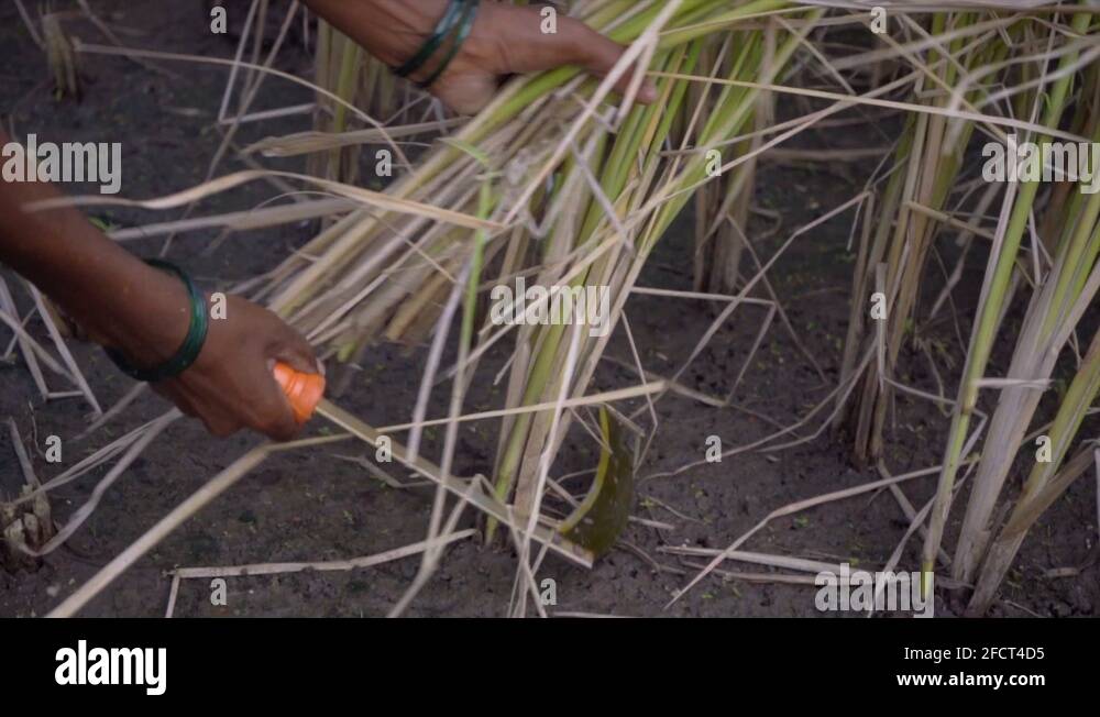 Cutting crops by hand Stock Videos & Footage - HD and 4K Video Clips ...
