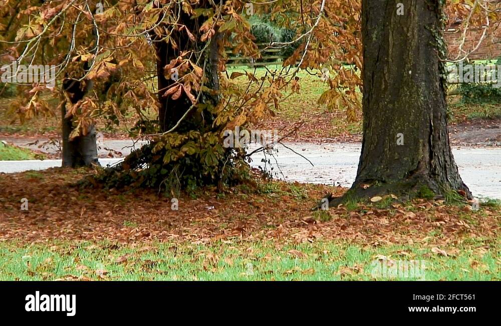 Trees shedding leaves Stock Videos & Footage - HD and 4K Video Clips ...