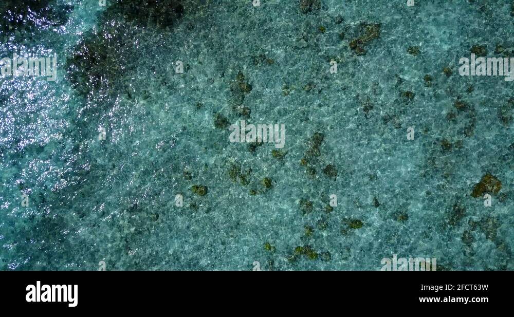 Algae polyp coral Stock Videos & Footage - HD and 4K Video Clips - Alamy