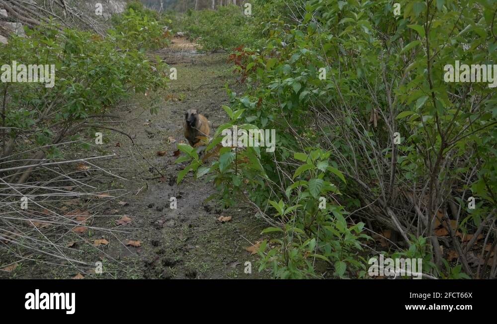 Running in mud Stock Videos & Footage - HD and 4K Video Clips - Alamy